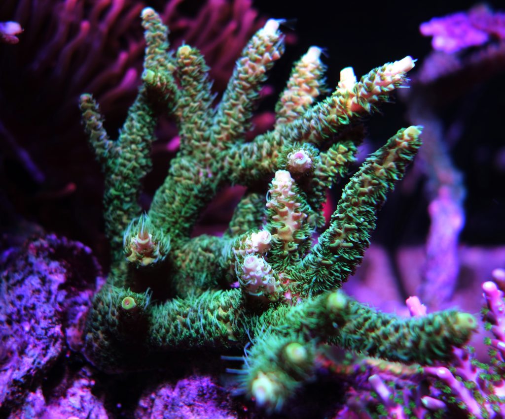 ReeFi® LED Duo – ReeFi Lab